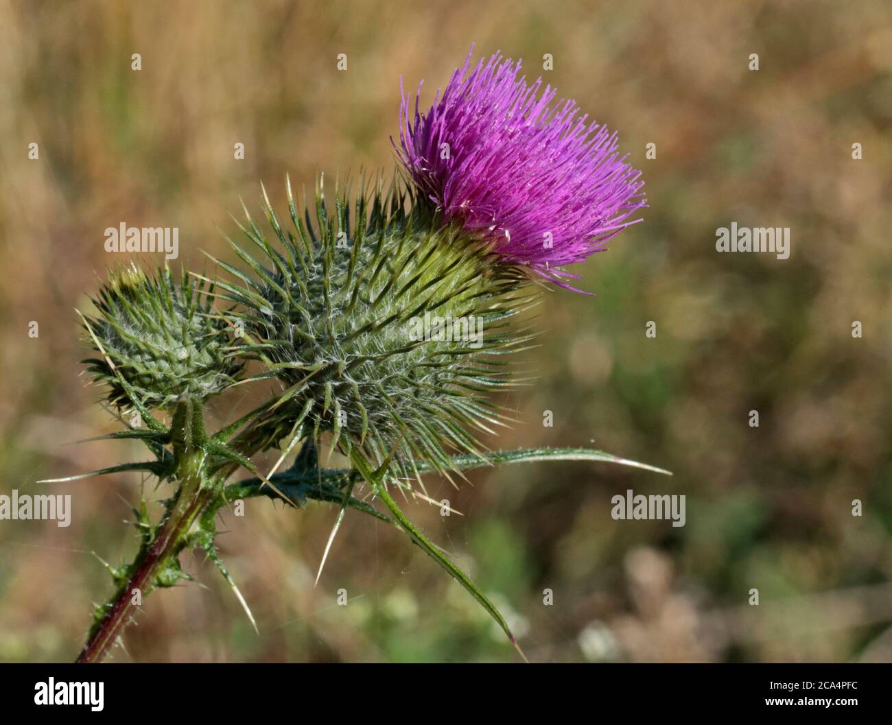 Chardon sauvage Banque de photographies et d’images à haute résolution ...