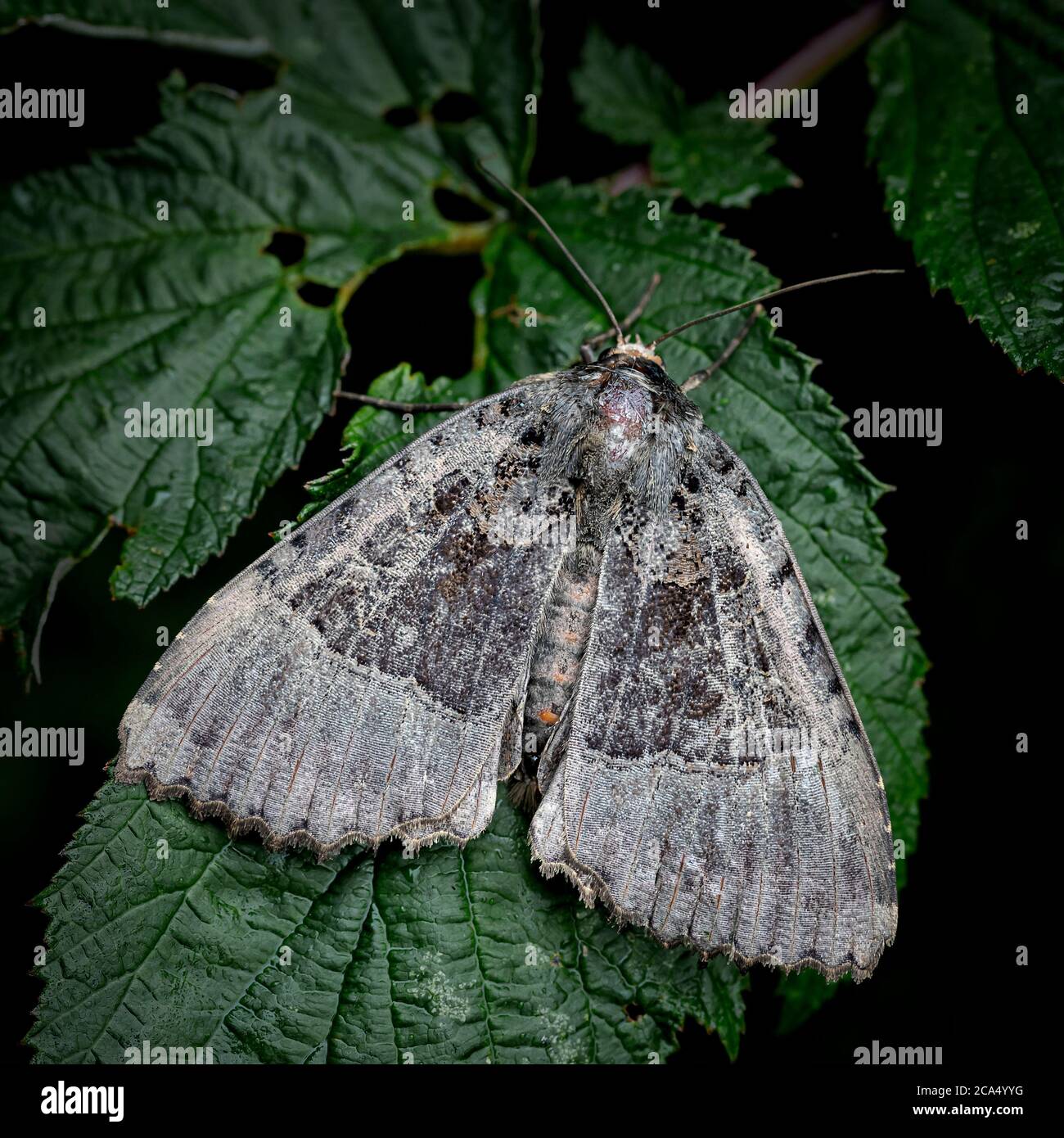 Old lady moth Banque de photographies et d’images à haute résolution ...