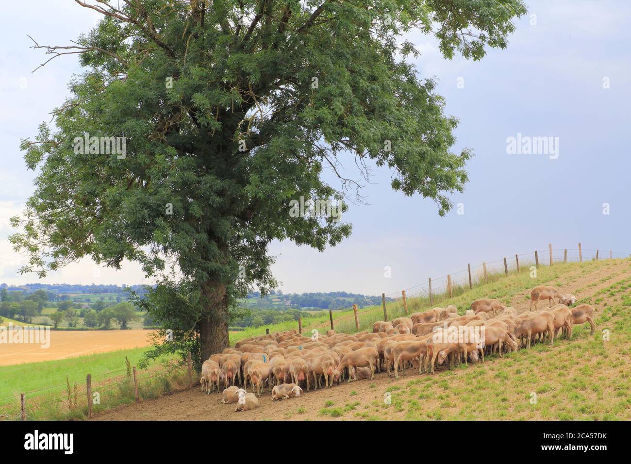 Lacaune Sheep Banque d'image et photos - Alamy