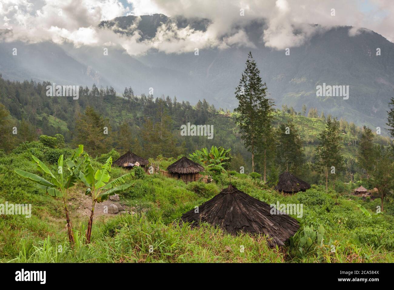Indonésie, Papouasie, vallée de Baliem, près de Wamena, territoire du ...