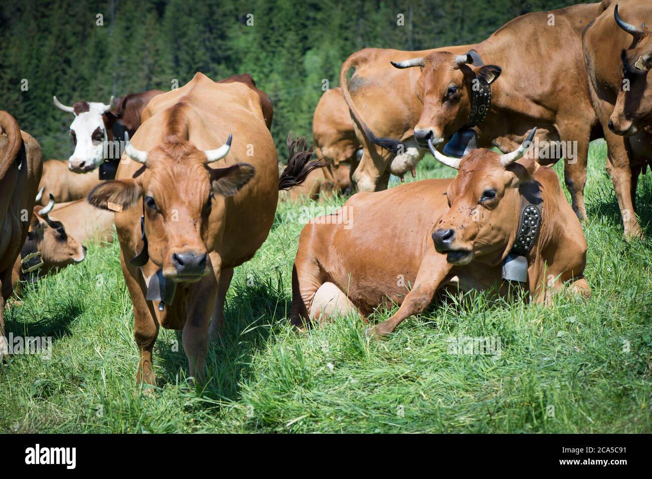 Vaches tarines Banque de photographies et d’images à haute résolution ...