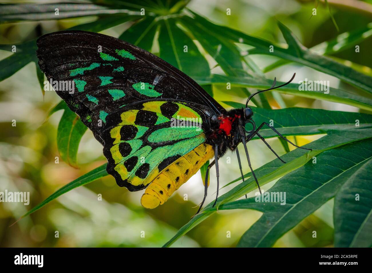 Birdwing moth Banque de photographies et d’images à haute résolution ...
