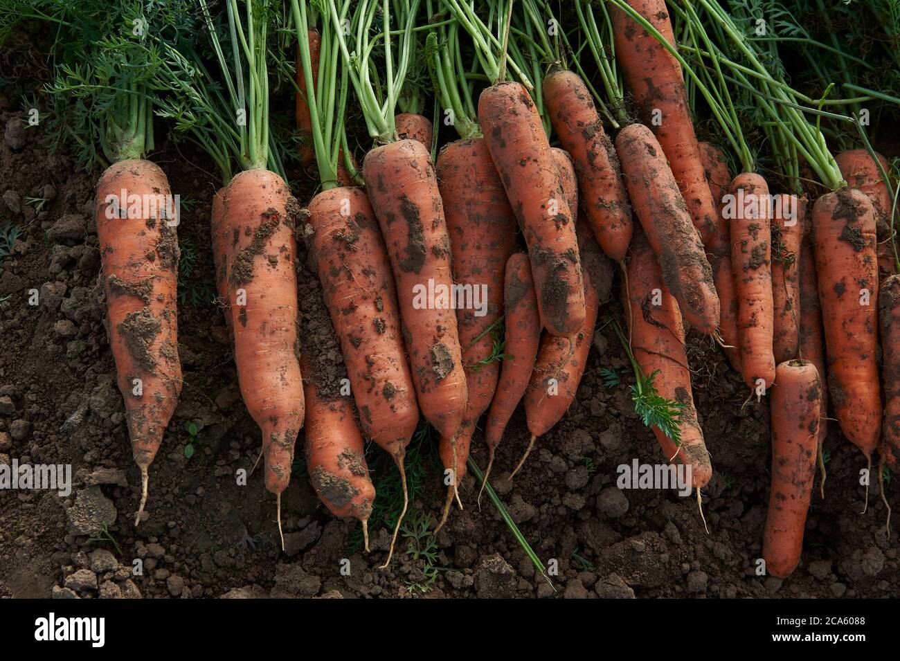 Andy weekes Banque de photographies et d’images à haute résolution - Alamy