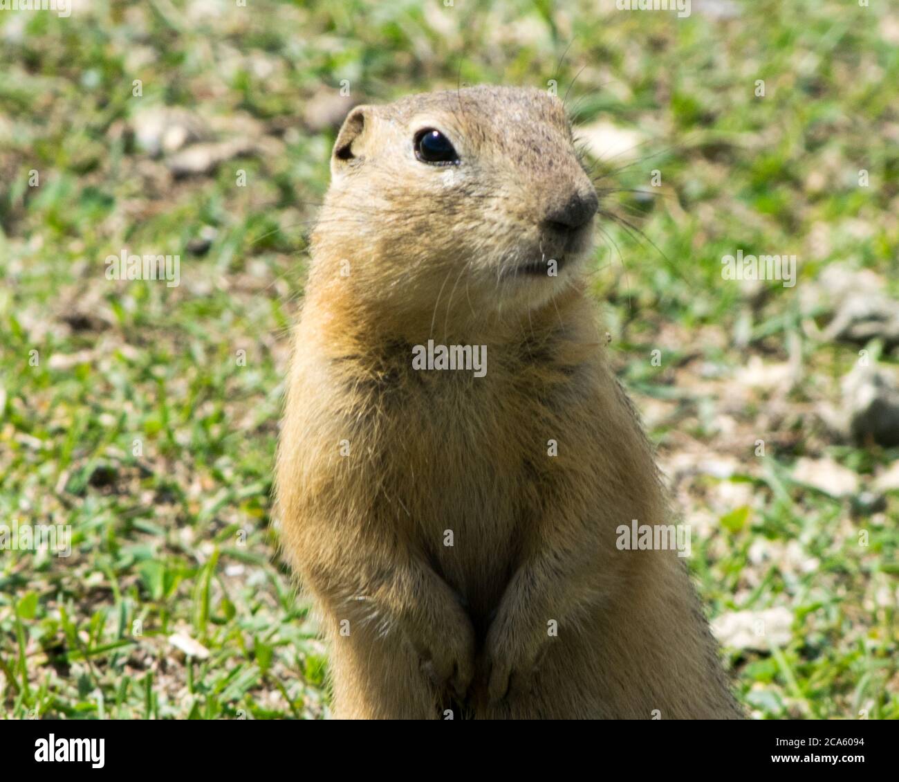 Faune canadienne animaux des animaux de la prairie Banque de ...