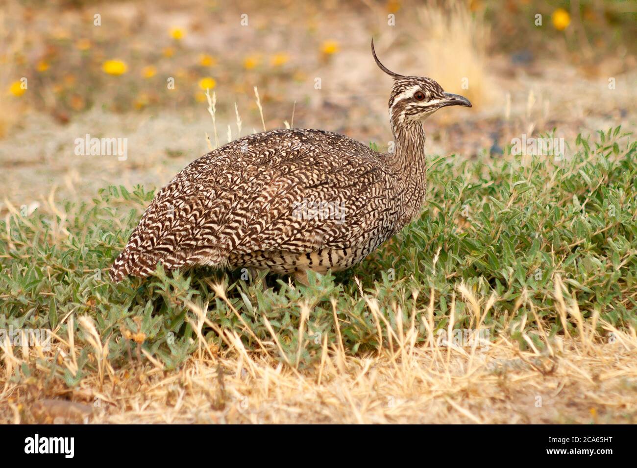 Tinamou brun Banque de photographies et d’images à haute résolution - Alamy