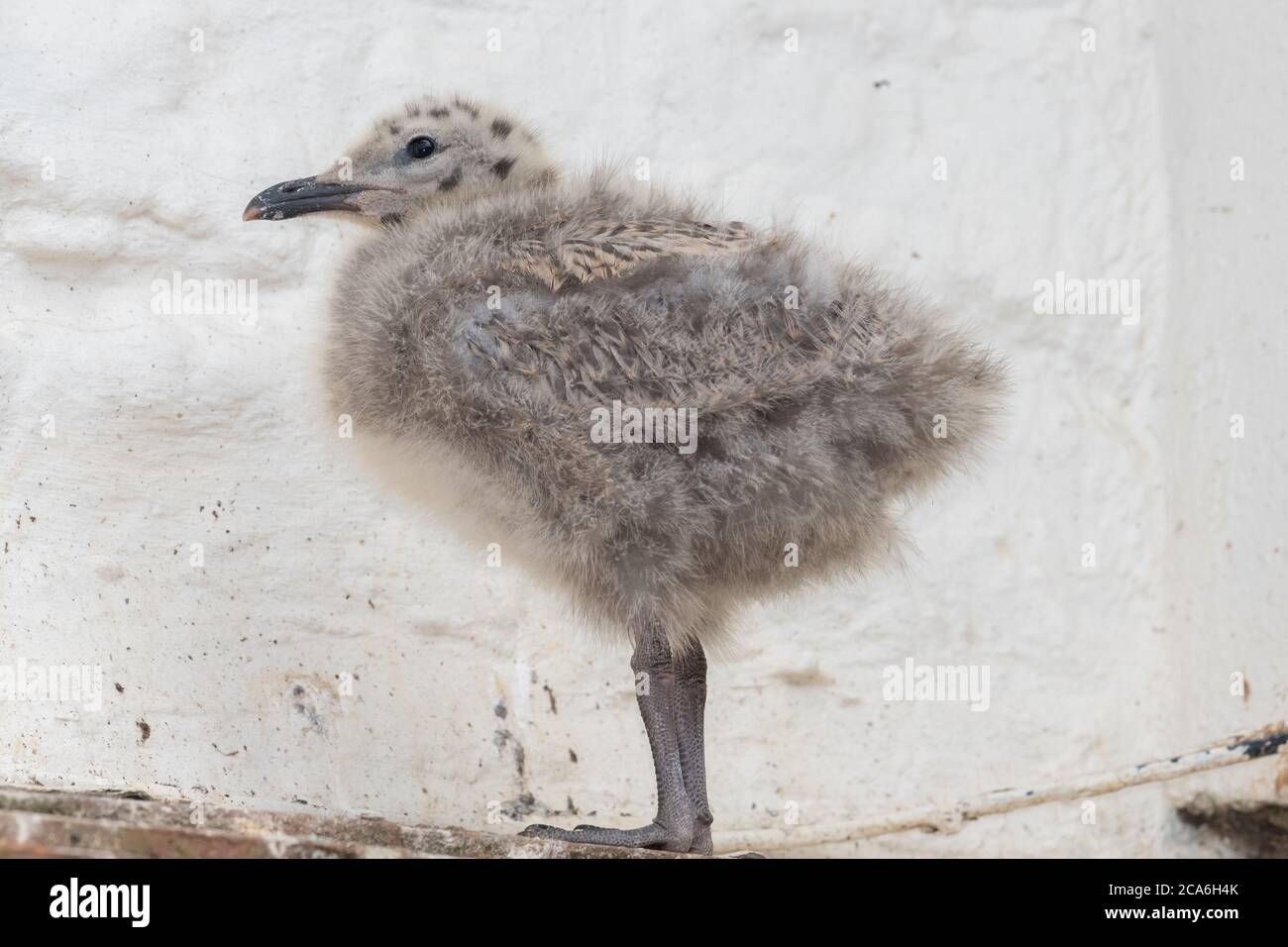 Bébé mouette Banque de photographies et d’images à haute résolution - Alamy