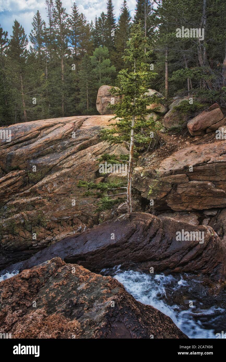 Un arbre isolé debout sur la roche au milieu de l'eau qui se précipite ...