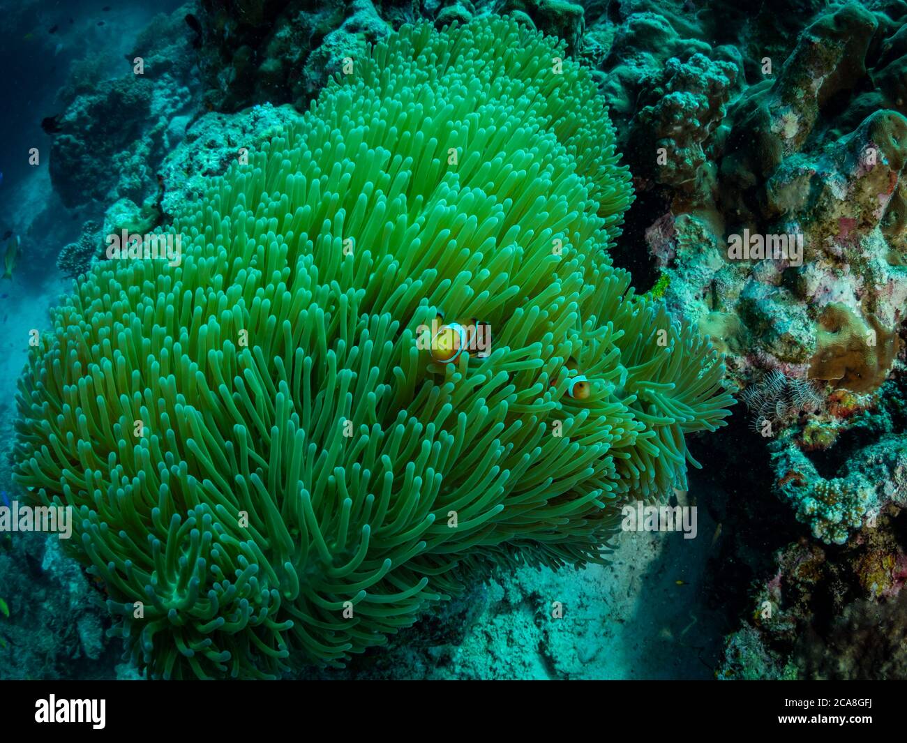 Biologie philippine Banque de photographies et d’images à haute ...