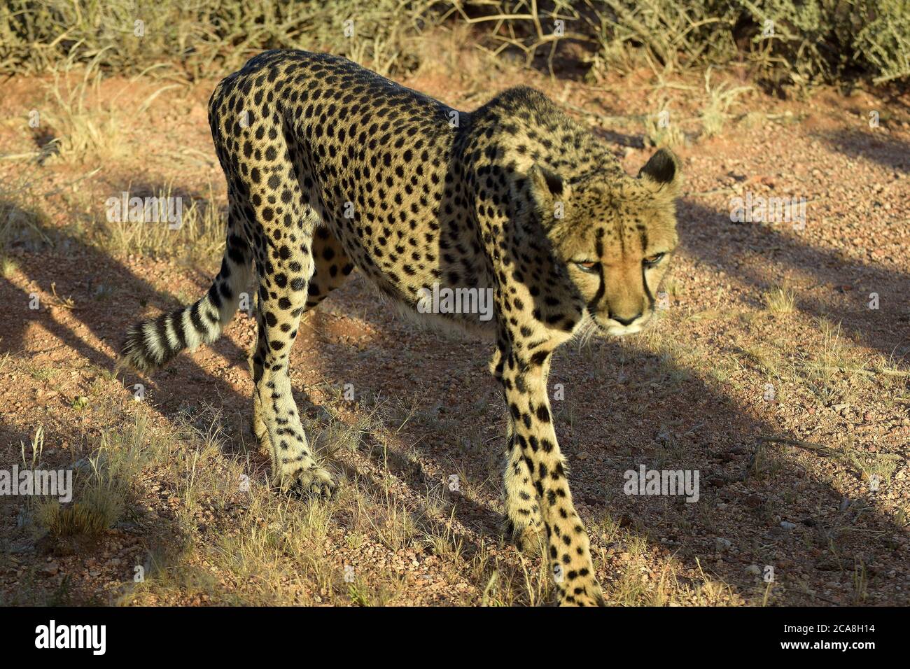 Animal le plus rapide Banque de photographies et d’images à haute ...