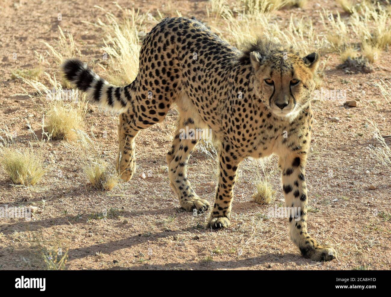 Animal le plus rapide Banque de photographies et d’images à haute ...