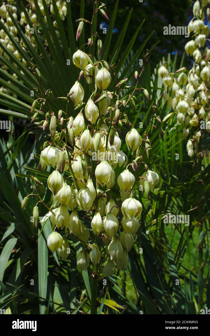 Jardin de fleurs de yucca Banque de photographies et d’images à haute ...