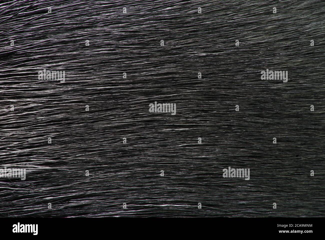 Cerf noir Banque de photographies et d’images à haute résolution - Alamy