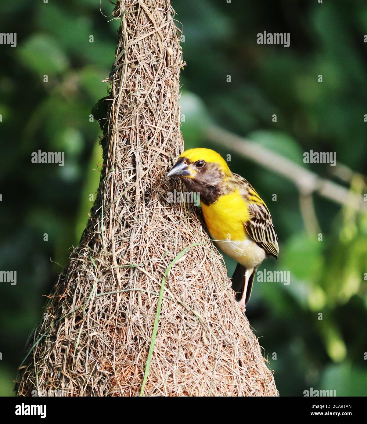 Oiseaux construisant des nids Banque de photographies et d’images à ...