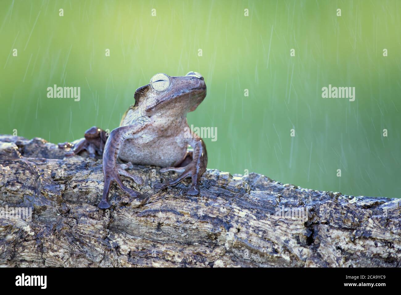 Grenouille arboricole polypedates otilophus Banque de photographies et ...