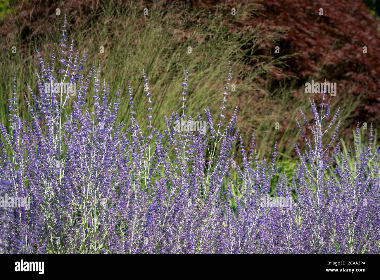 Russian sage perovskia atriplicifolia Banque de photographies et d ...