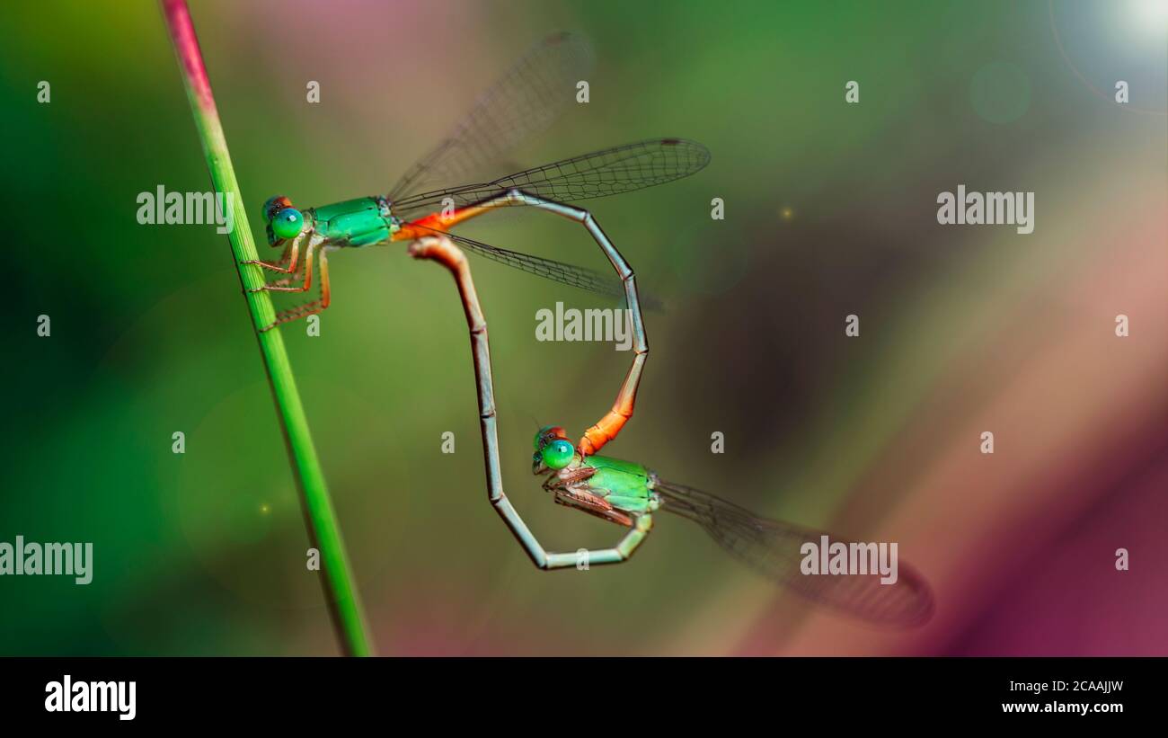 Accouplement De Libellule Banque d'image et photos - Alamy