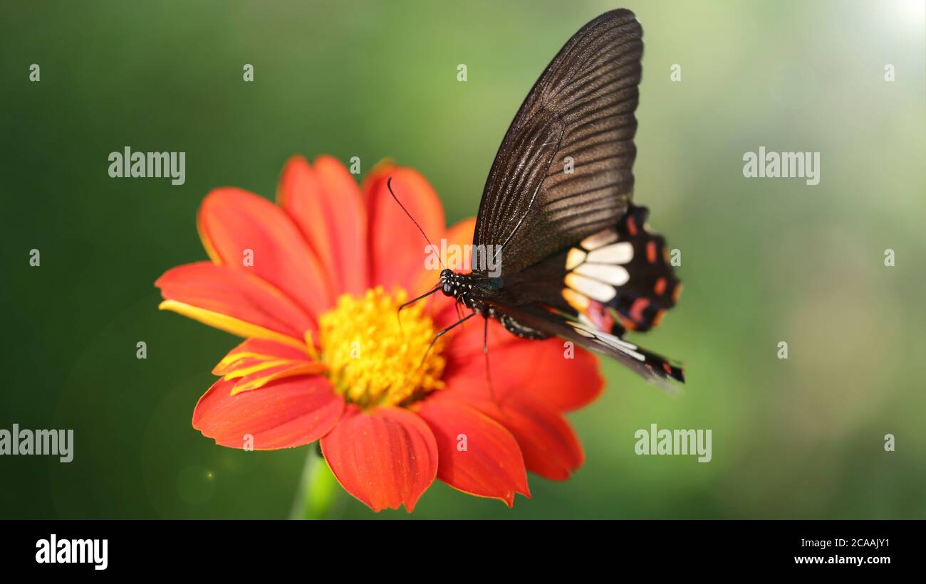 Ailes De Papillon Noires Banque d'image et photos - Alamy