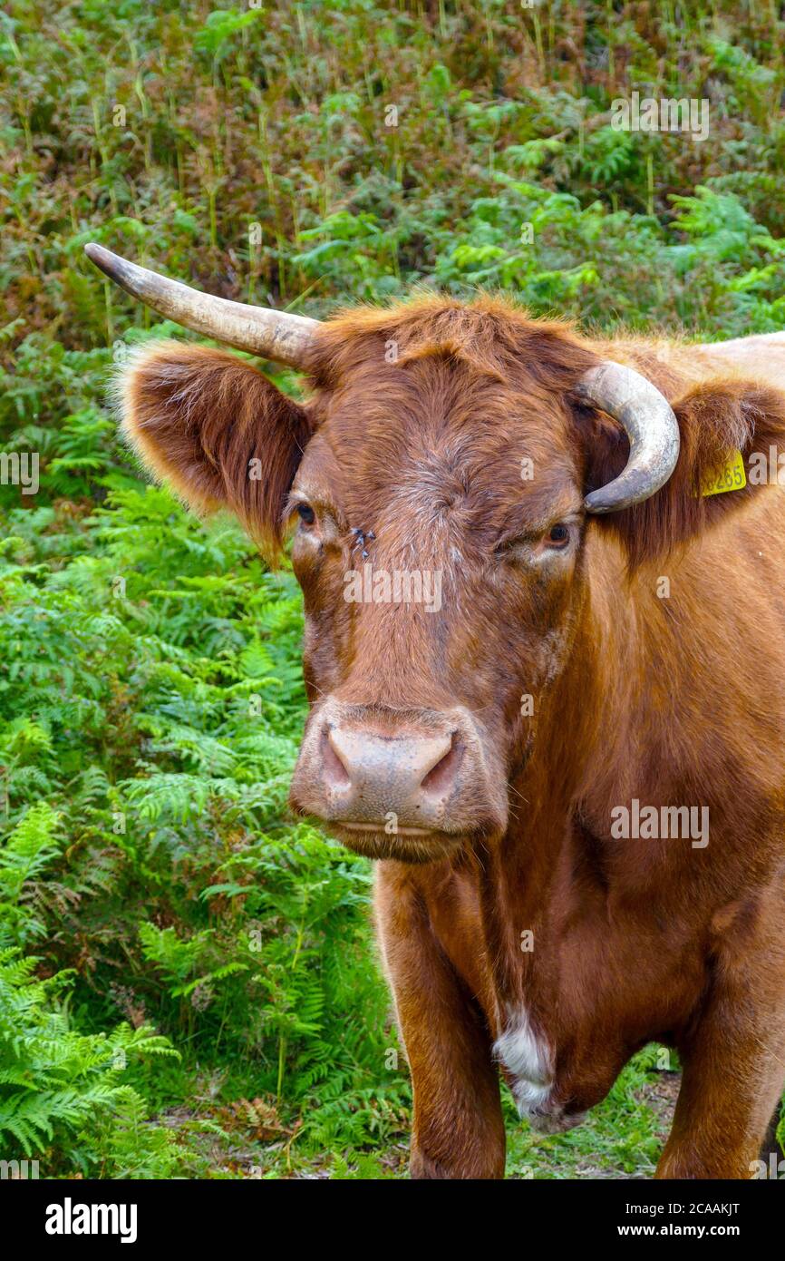 How now brown cow Banque de photographies et d’images à haute ...