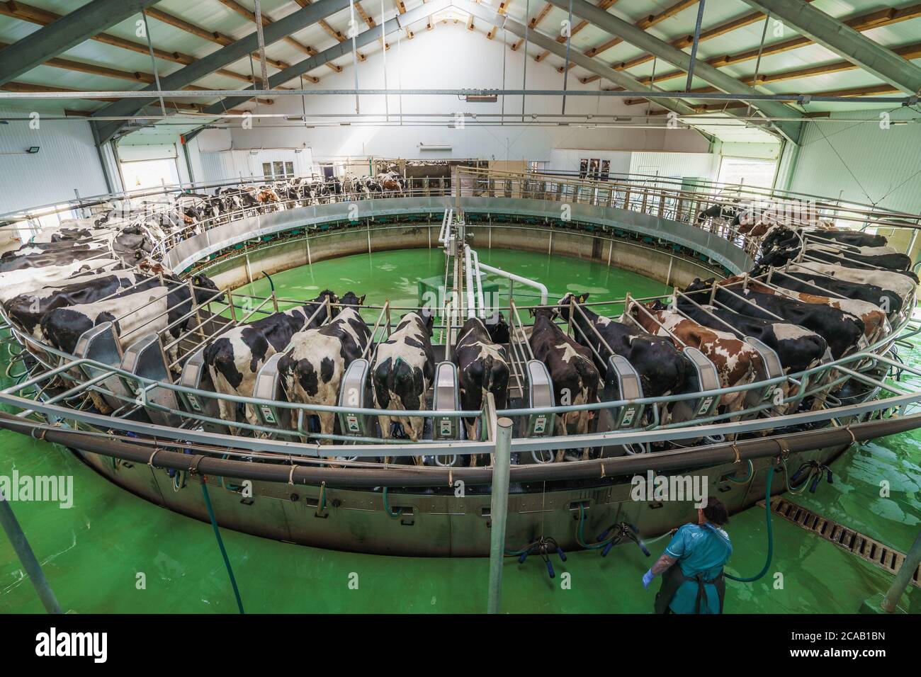 Vaches sur machine rotative ronde pour le traite dans la ferme laitière ...