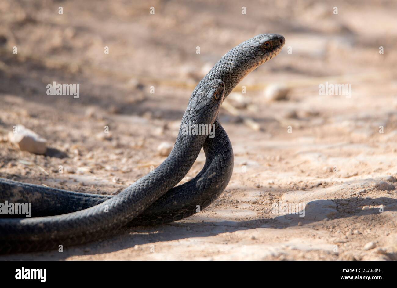 Accouplement serpents Banque de photographies et d’images à haute ...