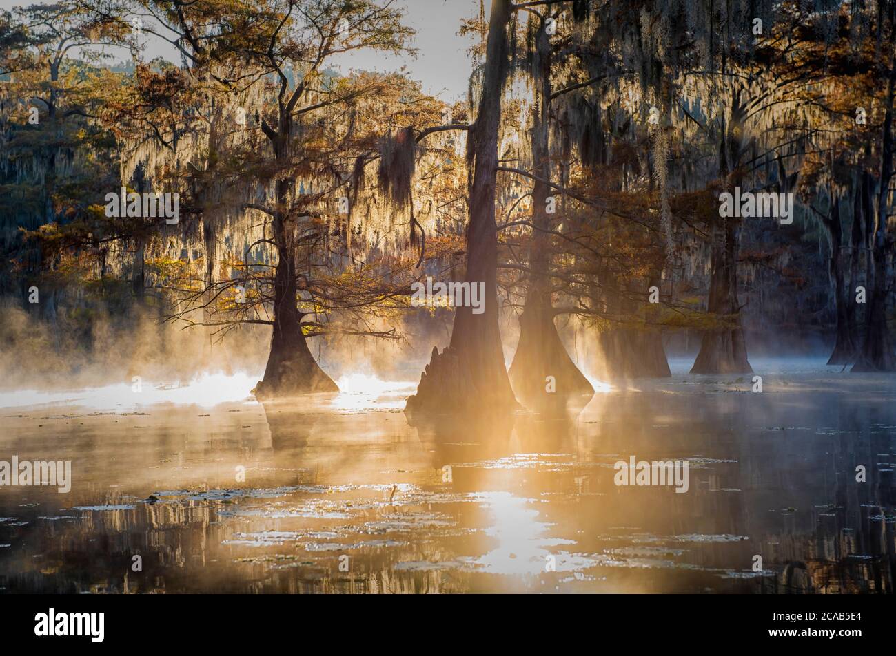 Caddo lake state park Banque de photographies et d’images à haute ...