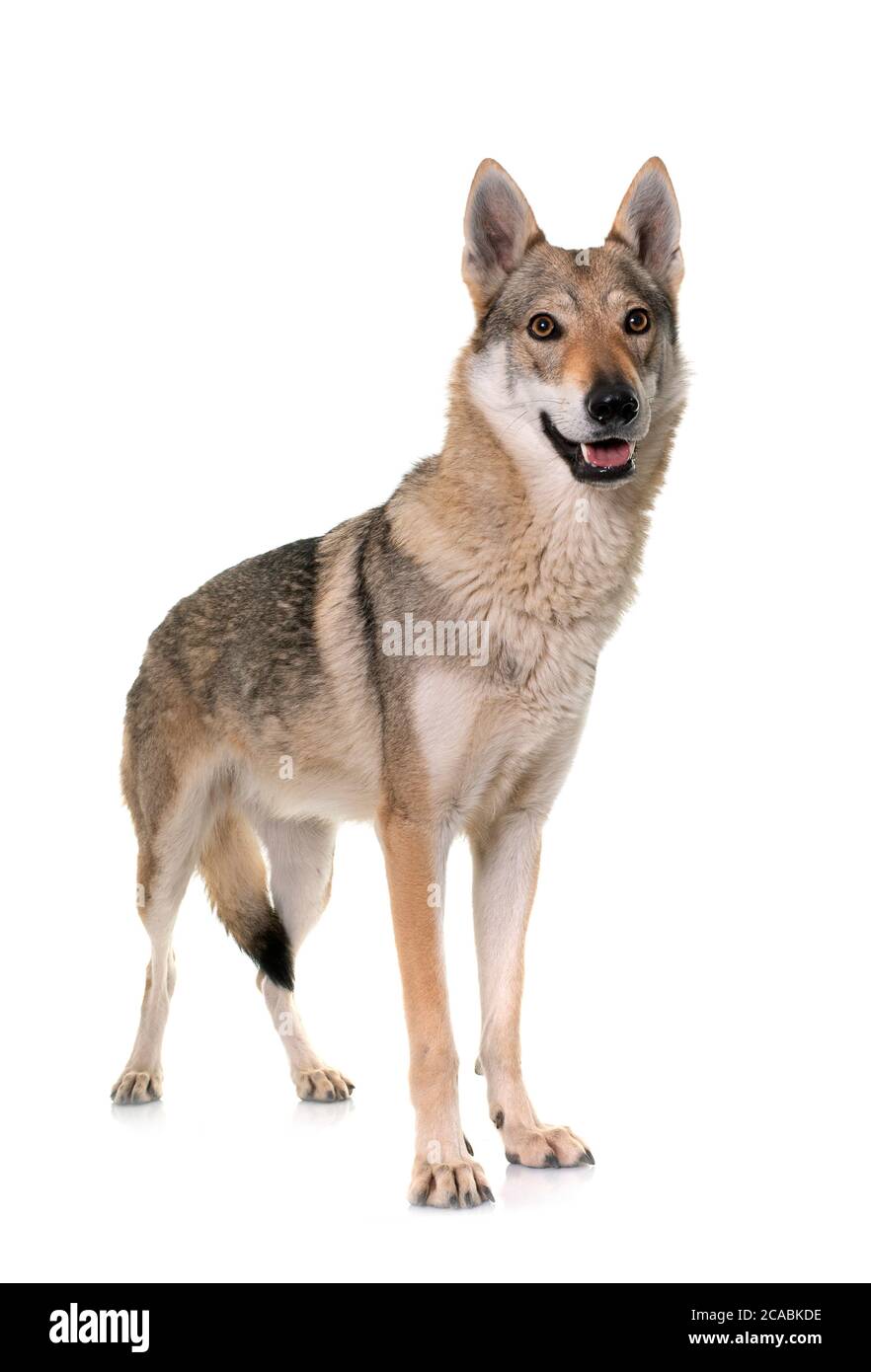 Chien de loup tchécoslovaque Banque de photographies et d’images à ...