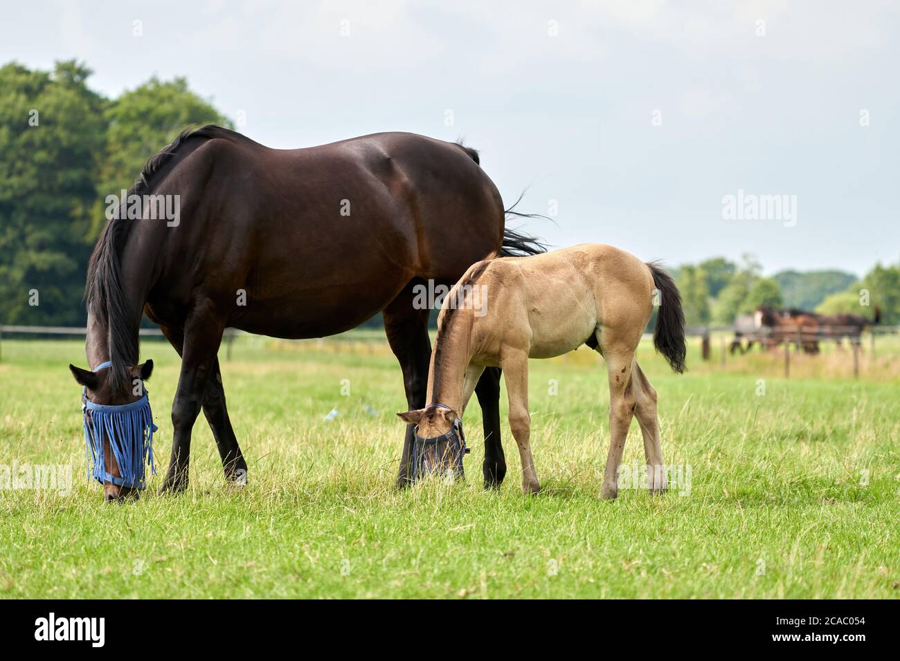 Une Jument Et Son Poulain Banque d'image et photos - Alamy