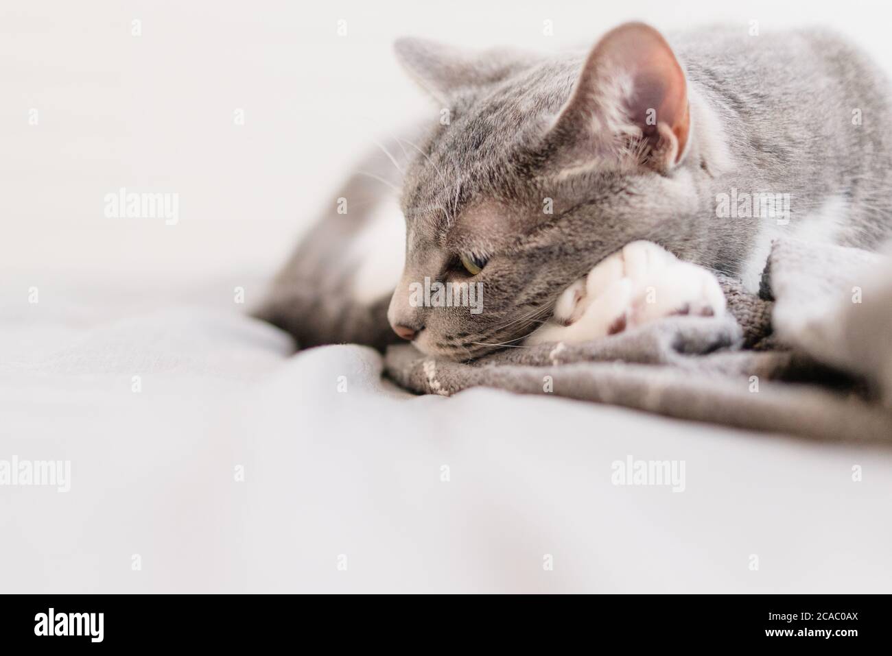 Chats de taille petite à moyenne Banque de photographies et d’images à ...