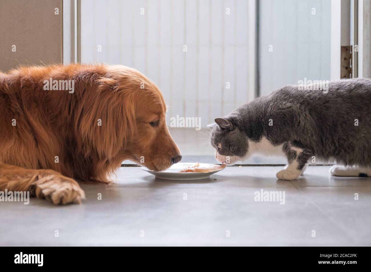 Chien et chat mangent ensemble Banque de photographies et d’images à ...