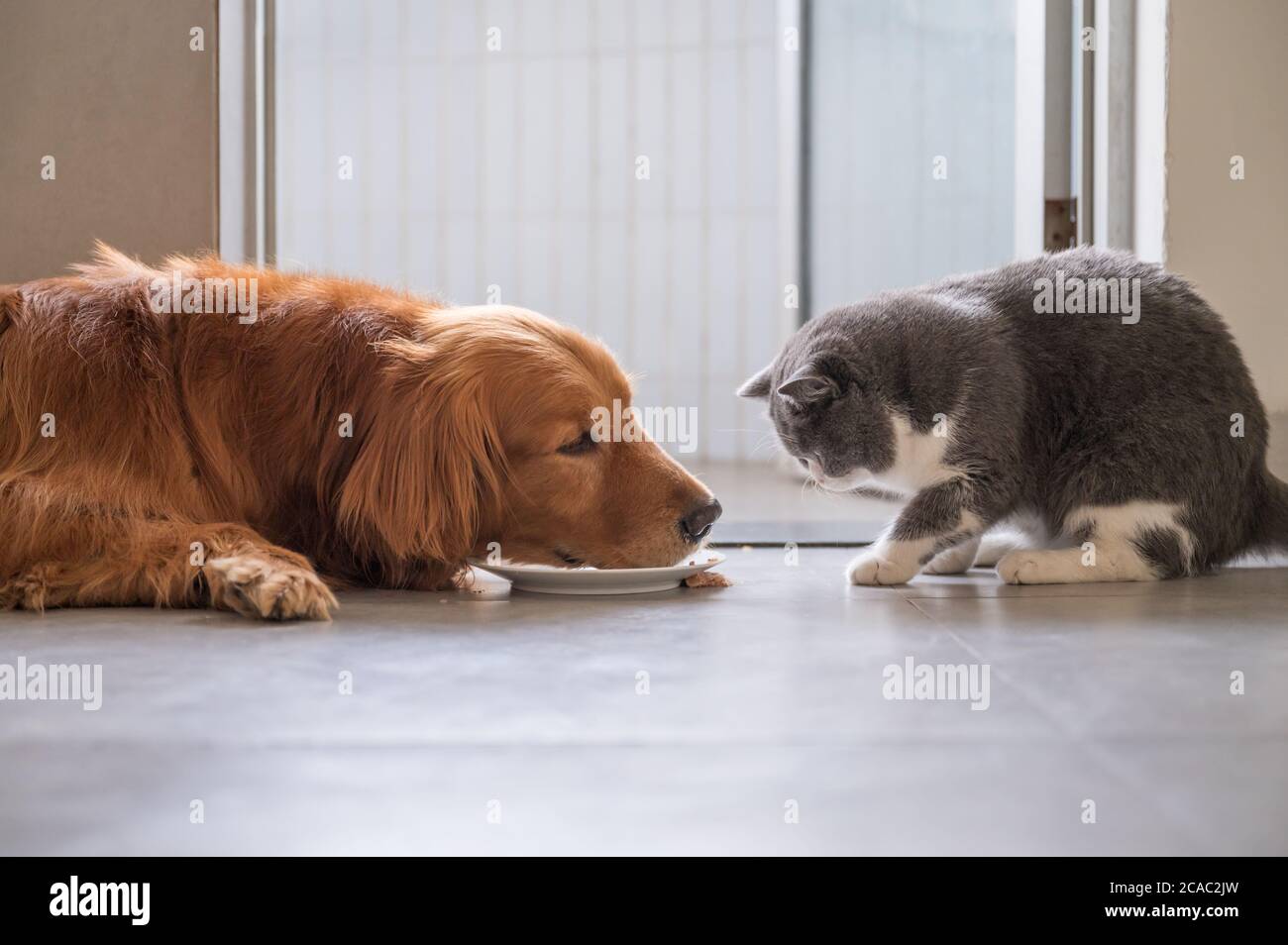 Chien et chat mangent ensemble Banque de photographies et d’images à ...