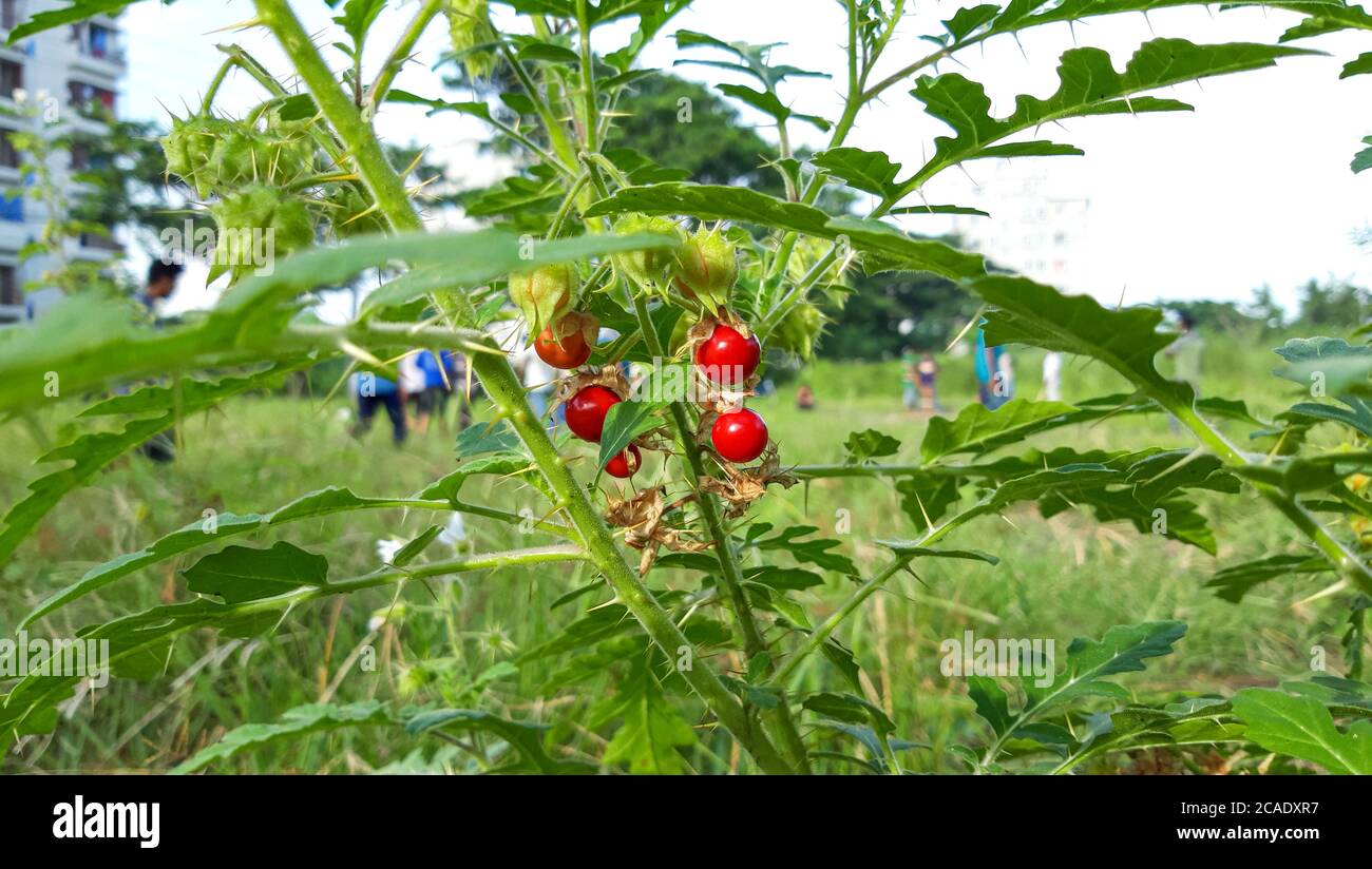 Fruit sauvage Banque de photographies et d’images à haute résolution ...