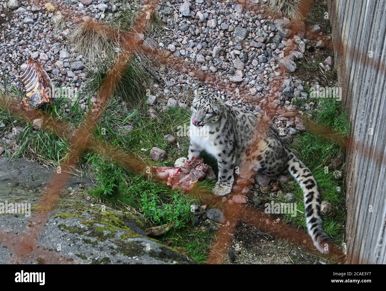 La panthère des neiges livre de photos Banque de photographies et d ...