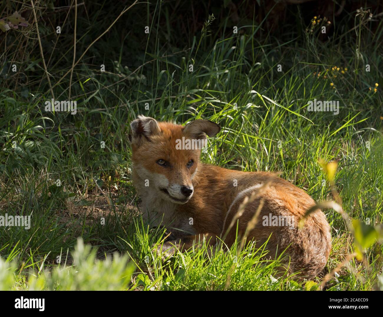 Vieux renard Banque d'image et photos - Page 2 - Alamy