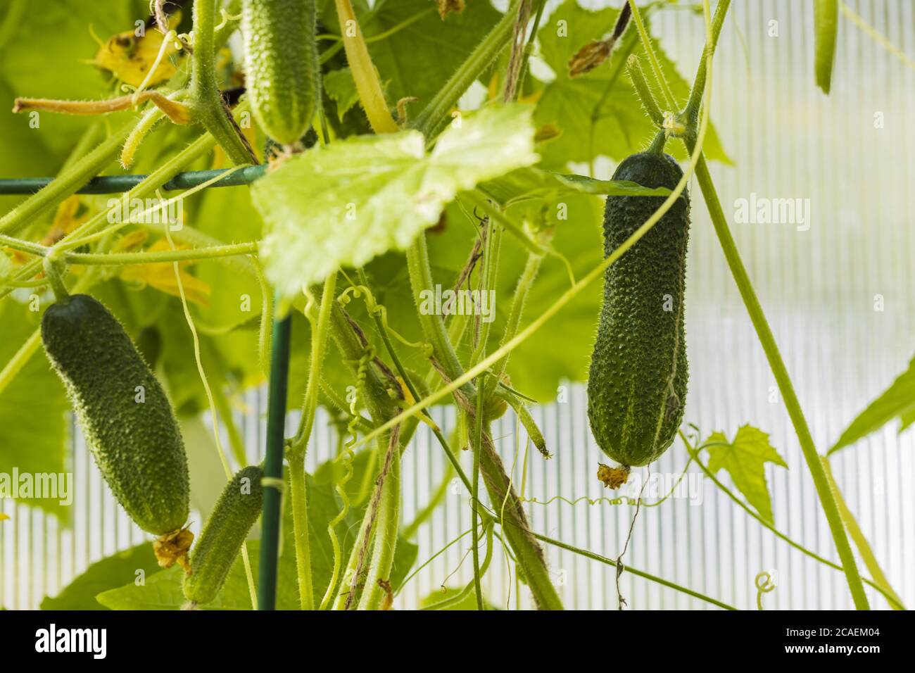 Jeunes plants de concombre Banque de photographies et d’images à haute ...