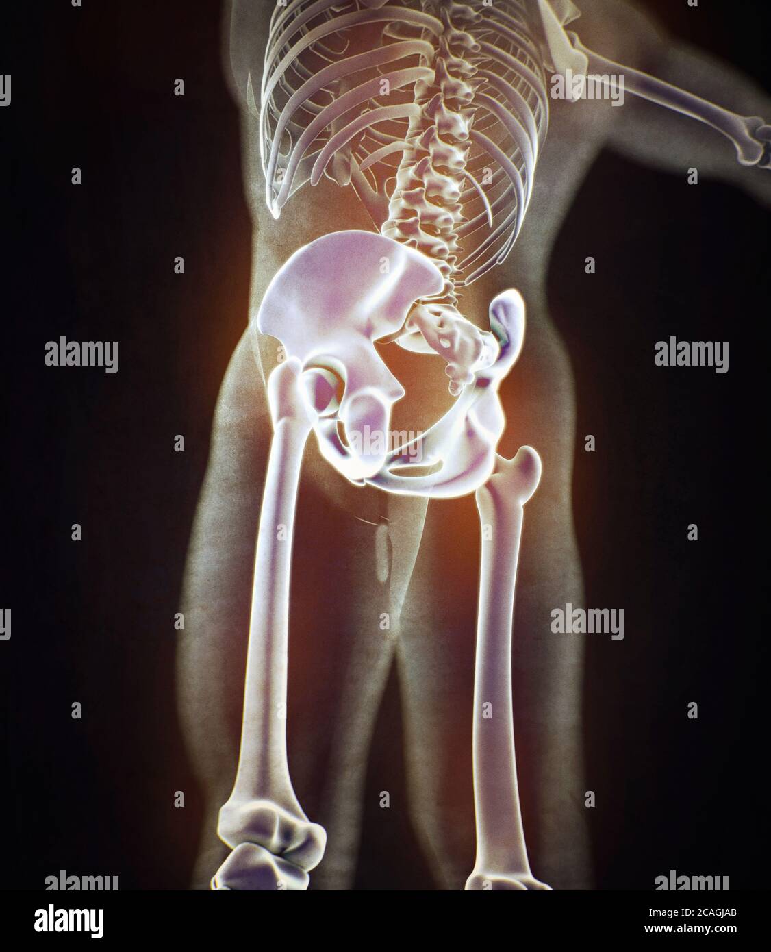 Os d'Illium, os de hanche ou bassin. Anatomie humaine, radiographie de ...