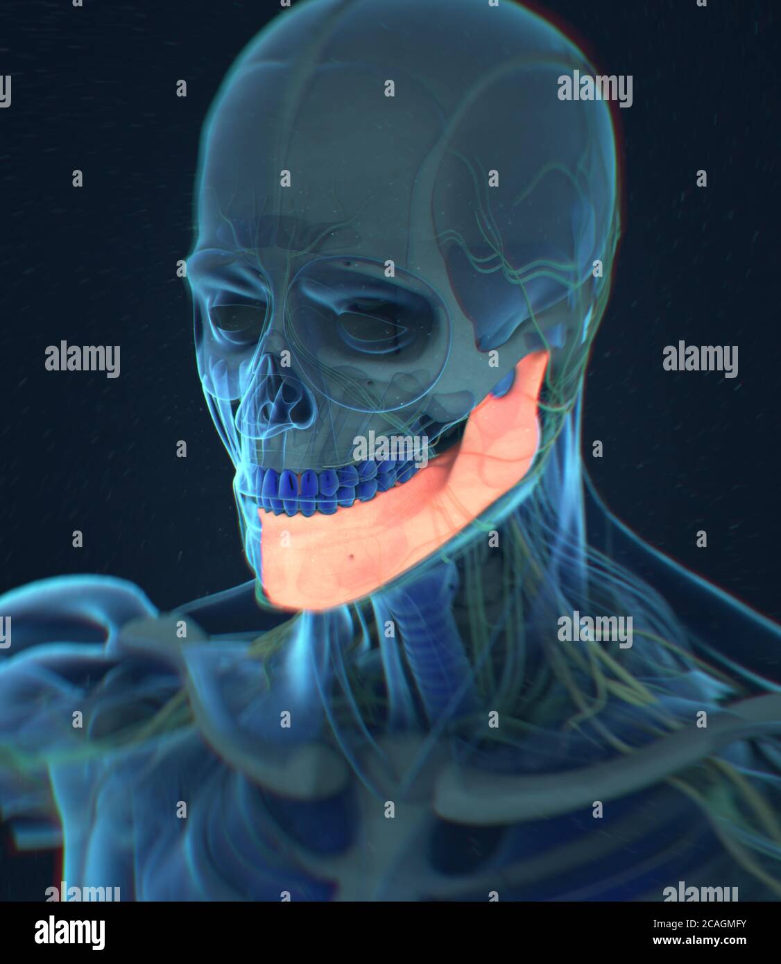 Illustration anatomique de la mandibule humaine, os de la mâchoire à l'intérieur du corps ...