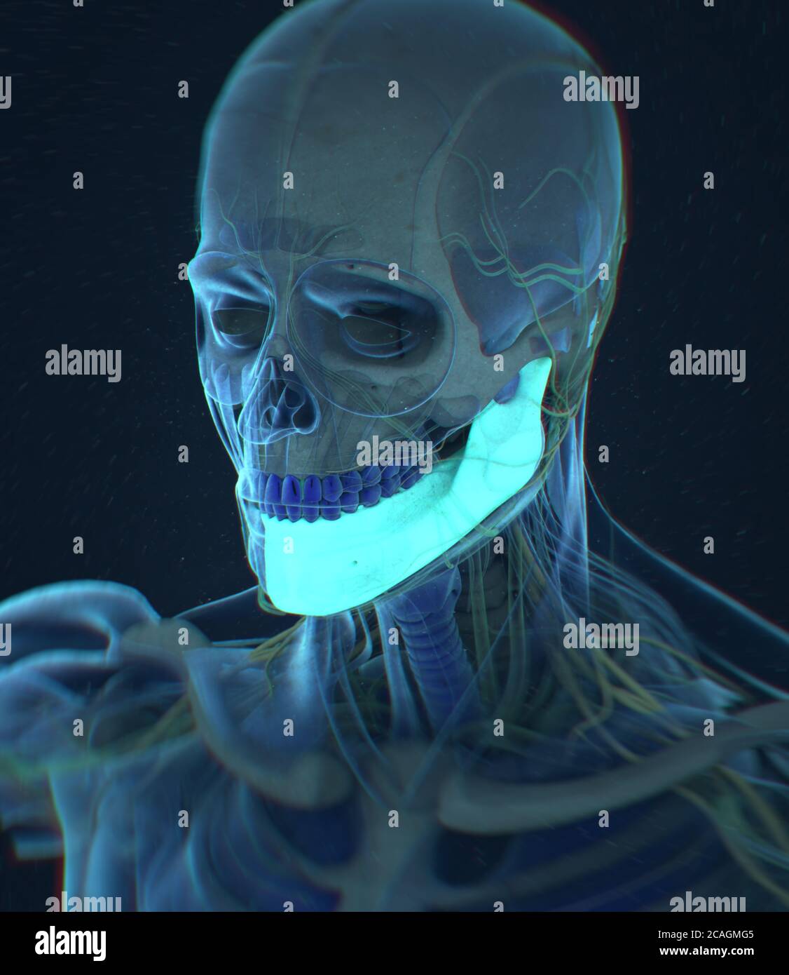 Illustration anatomique de la mandibule humaine, os de la mâchoire à l ...