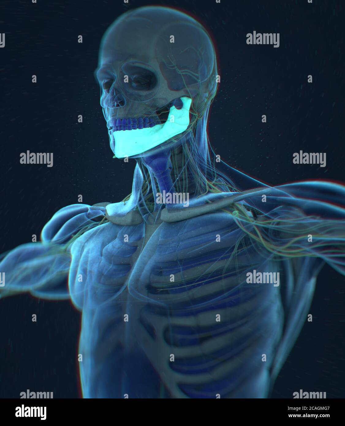 Illustration anatomique de la mandibule humaine, os de la mâchoire à l ...