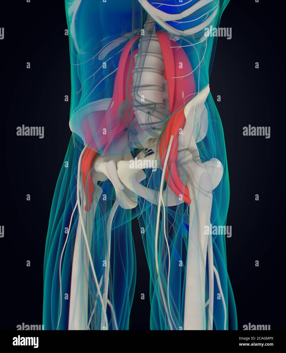 Ou se trouve le muscle du psoas Banque de photographies et d’images à ...