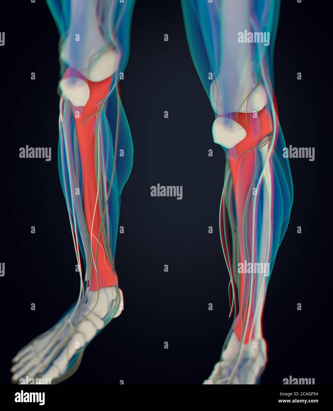 Os de tibia, anatomie humaine. Illustration 3D Photo Stock - Alamy