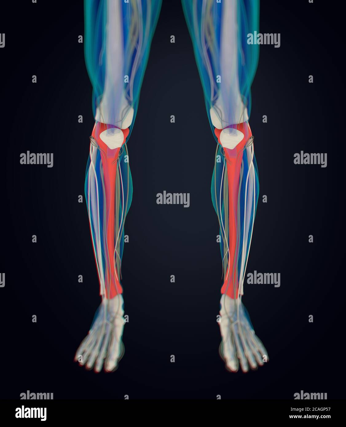 Os de tibia, anatomie humaine. Illustration 3D Photo Stock - Alamy