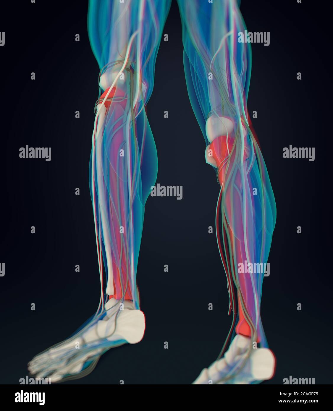 Os de tibia, anatomie humaine. Illustration 3D Photo Stock - Alamy