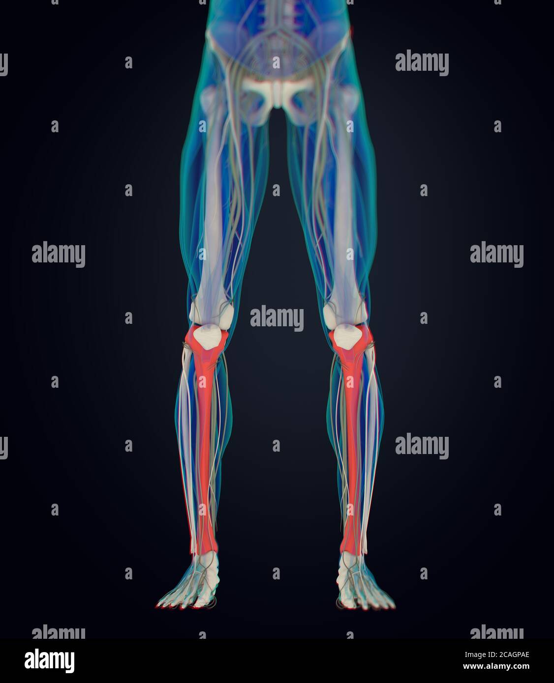 Os de tibia, anatomie humaine. Illustration 3D Photo Stock - Alamy