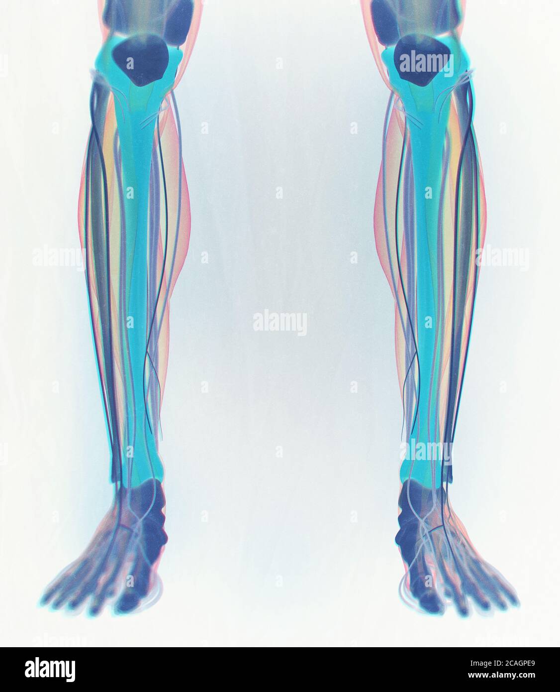 Os de tibia, anatomie humaine. Illustration 3D Photo Stock - Alamy