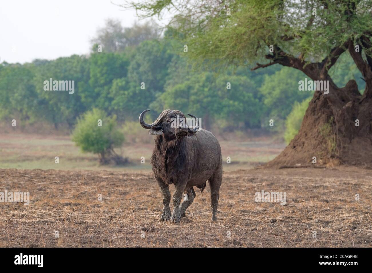 Le taureau de buffle africain, Syncerus caffer, debout en pleine taille ...