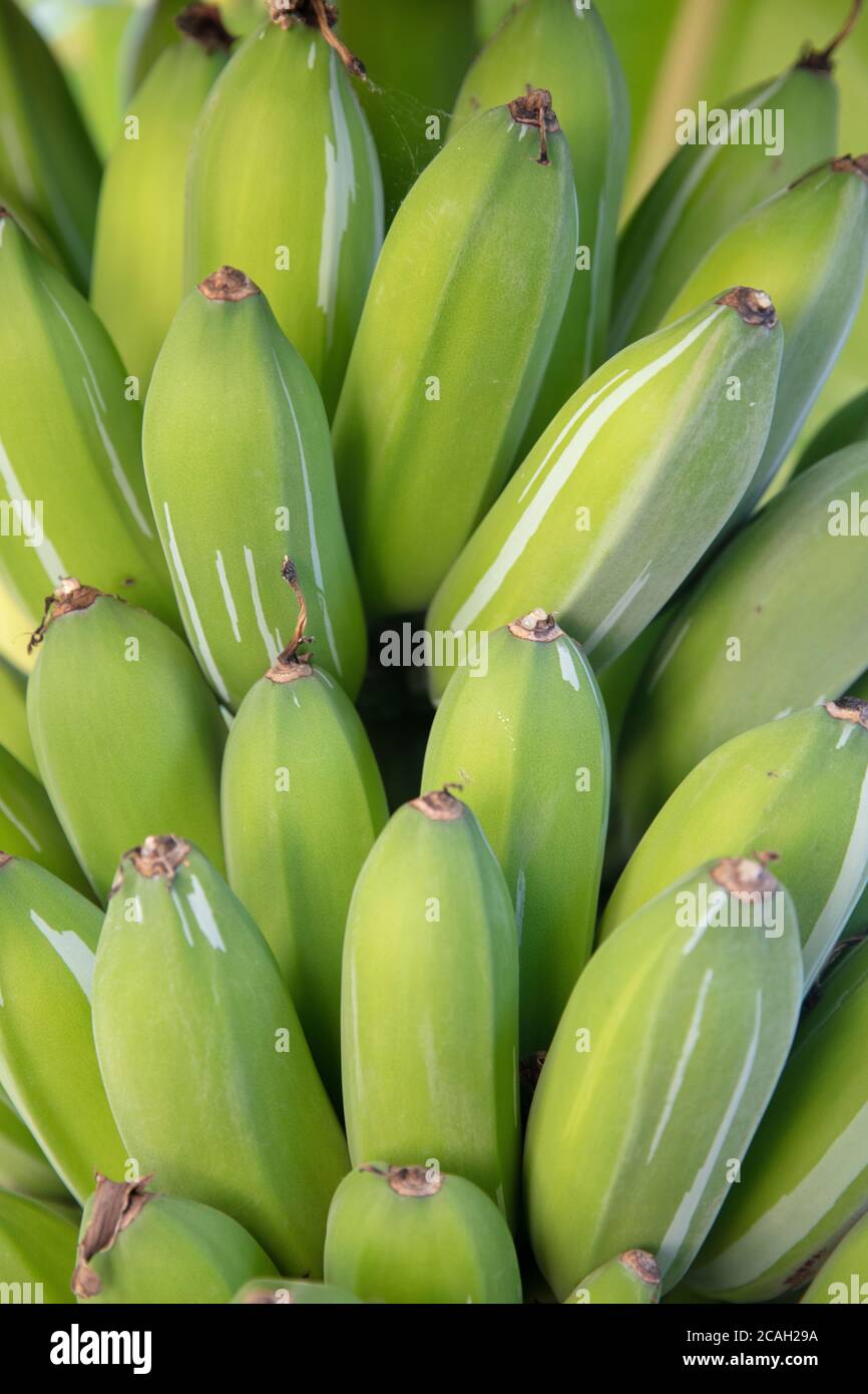 Jeune banane verte biologique sur un bouquet sur un arbre. Grappe de ...