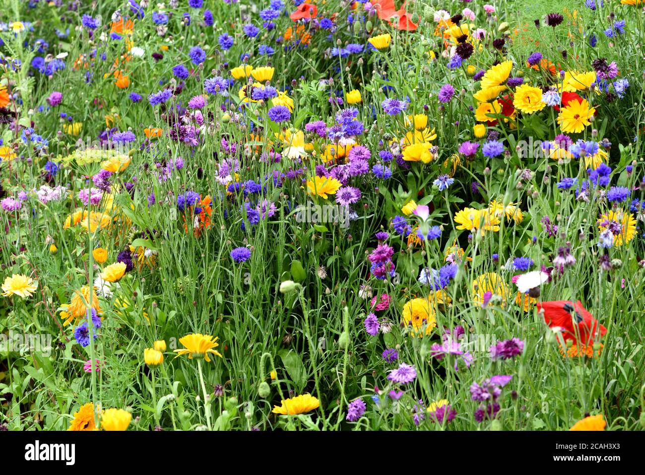 Fleurs de la frontière Banque de photographies et d’images à haute ...
