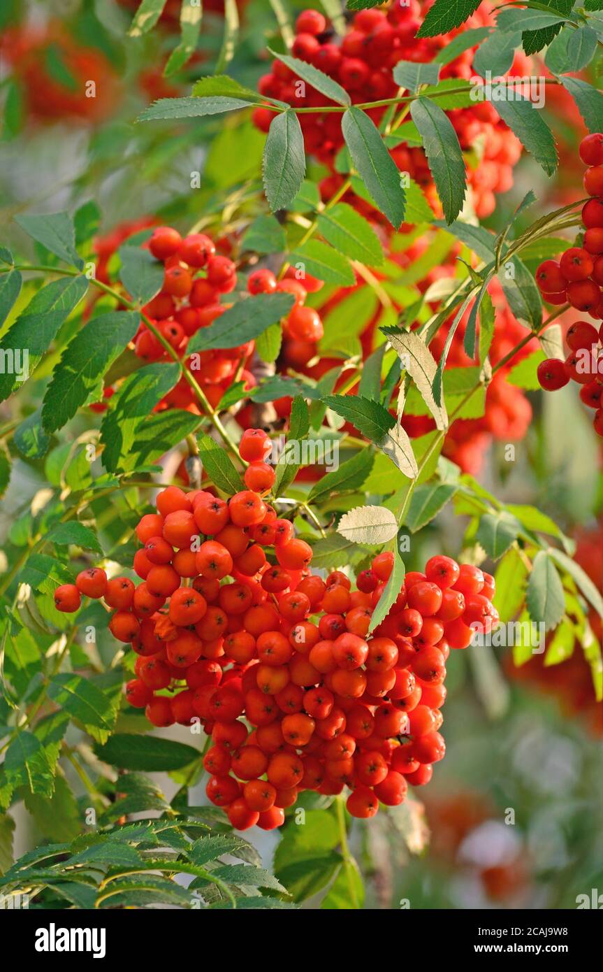 Sorbus aucuparia ashberry rowan Tree Mountain ash S. sorb service ...
