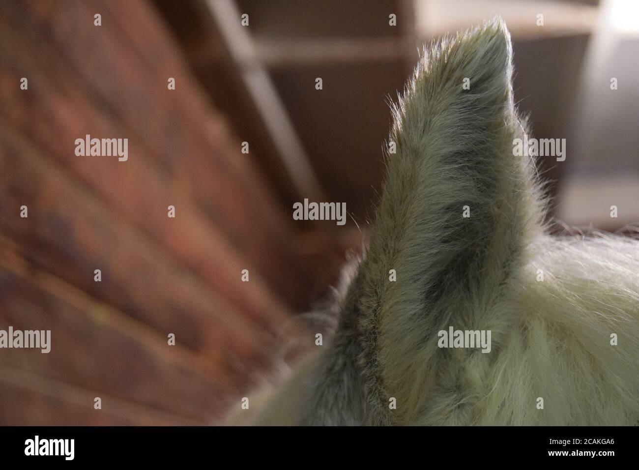 Oreille de cheval Banque de photographies et d’images à haute ...