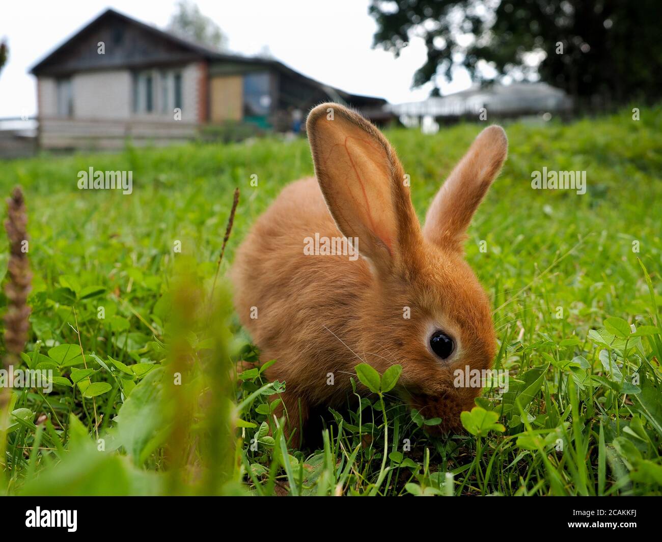 Pygmy rabbits Banque de photographies et d’images à haute résolution ...